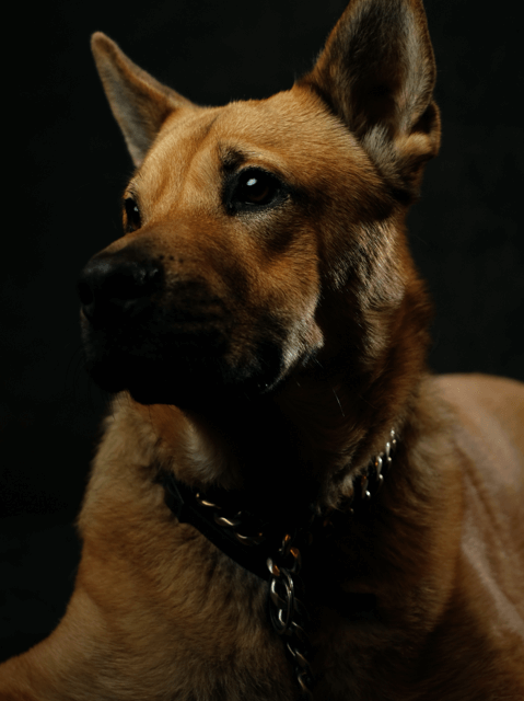 pets-14.png – ทองหล่อเพ็ทช็อป – สินค้าสำหรับคนรักสัตว์เลี้ยง