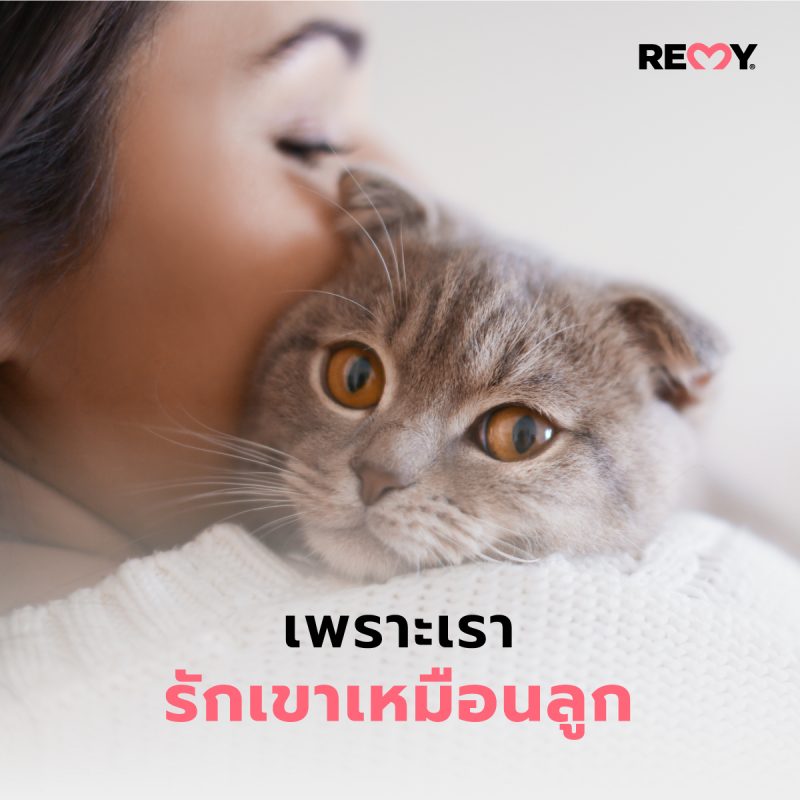 REMY Cat Treat Vet Recommend – เรมี่ ขนมมูสแมวเลียที่สัตวแพทย์แนะนำ ...